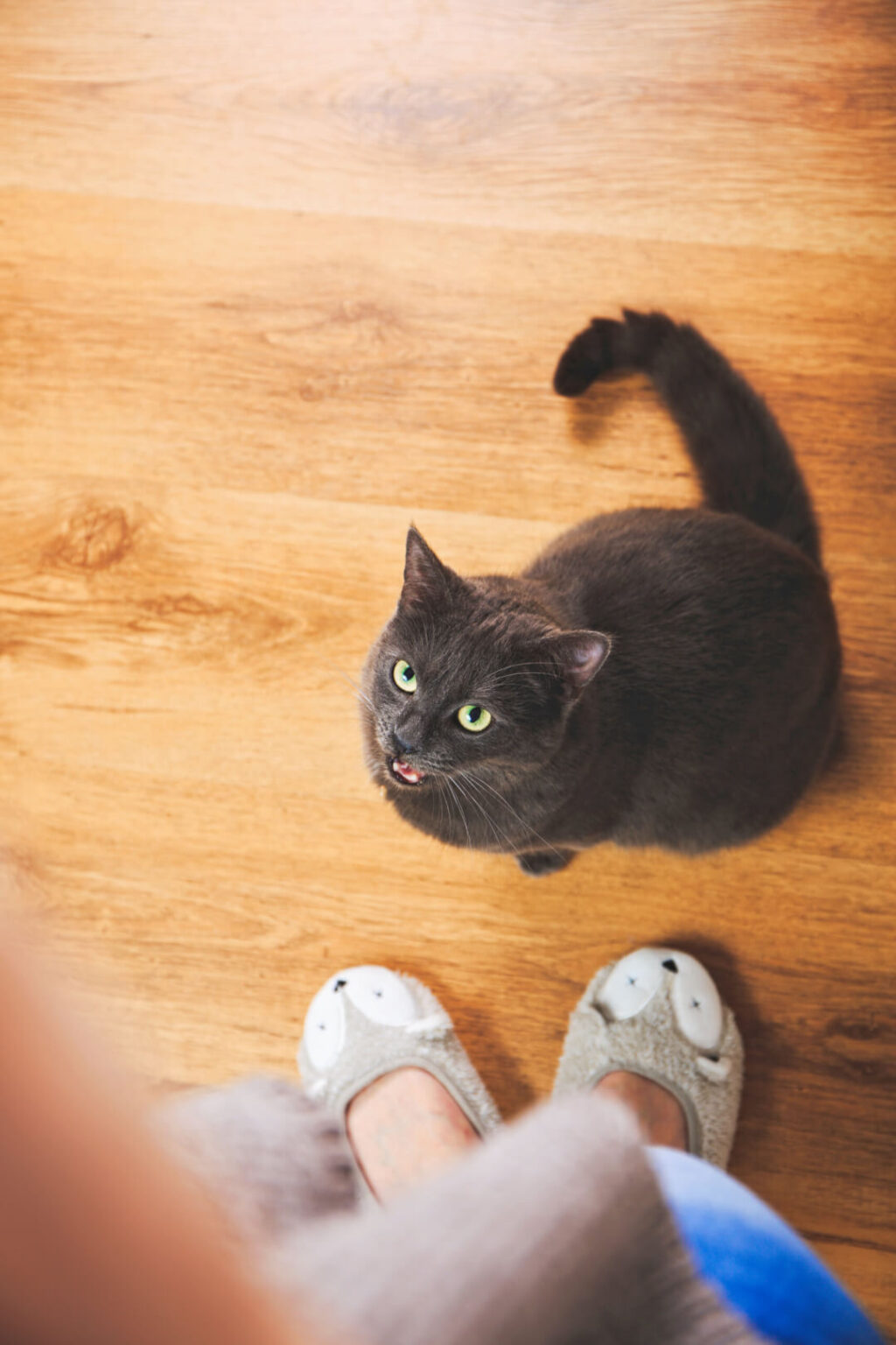 Katzensprache verstehen - so deuten Sie das Verhalten Ihrer Katze | Cat ...