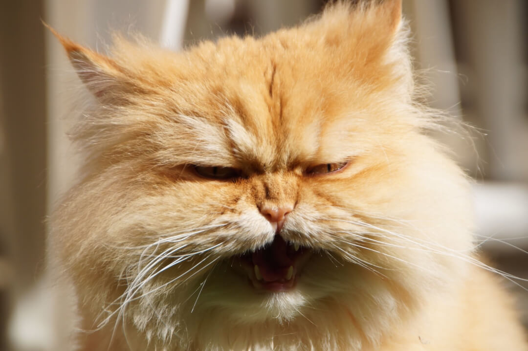 Katzensprache verstehen - so deuten Sie das Verhalten Ihrer Katze | Cat ...