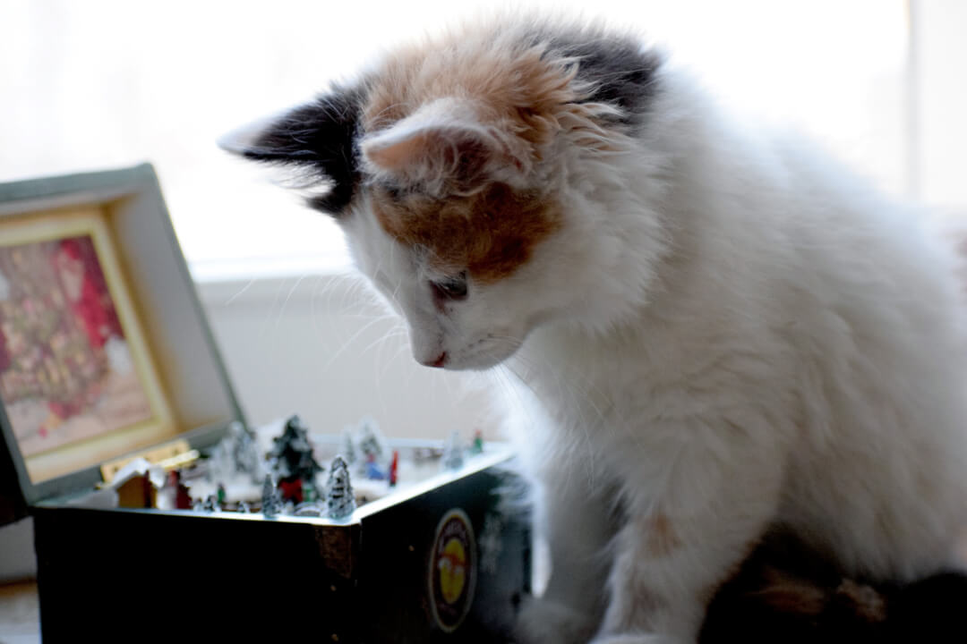 Musik für Katzen: das sollten Sie wissen | Cat’s Best