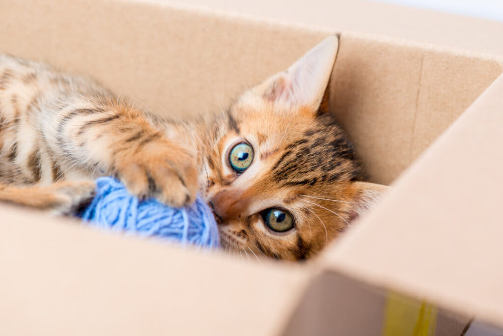 Kittens: What you should know about getting and raising one | Cat’s Best