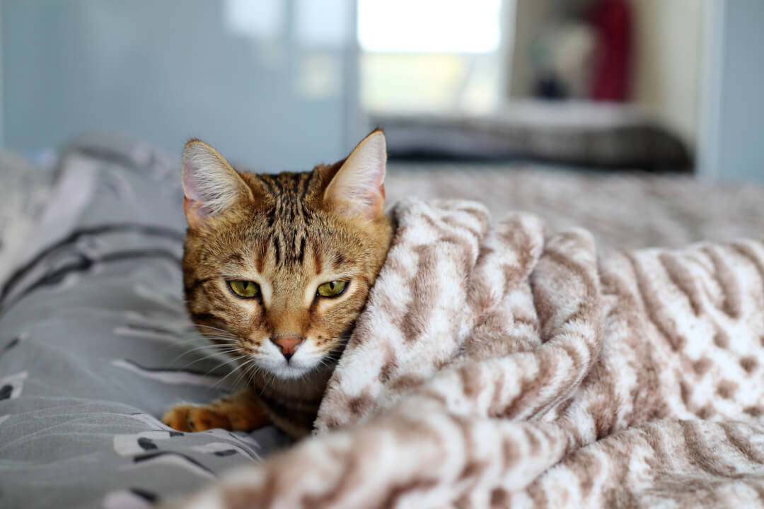 Freigänger oder Wohnungskatze | Cat’s Best Freigänger oder Wohnungskatze | Cat’s Best