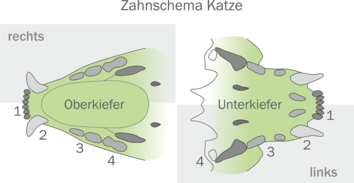 Zahnwechsel bei Katzen erkennen und unterstützen | Cat’s Best