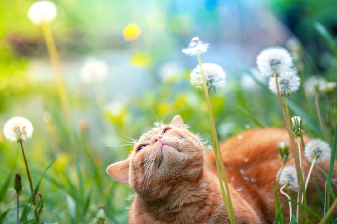 Freigänger oder Wohnungskatze | Cat’s Best Freigänger oder Wohnungskatze | Cat’s Best