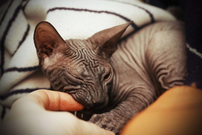 Nacktkatzen – alles, was Du über die Katzen ohne Fell wissen musst ...