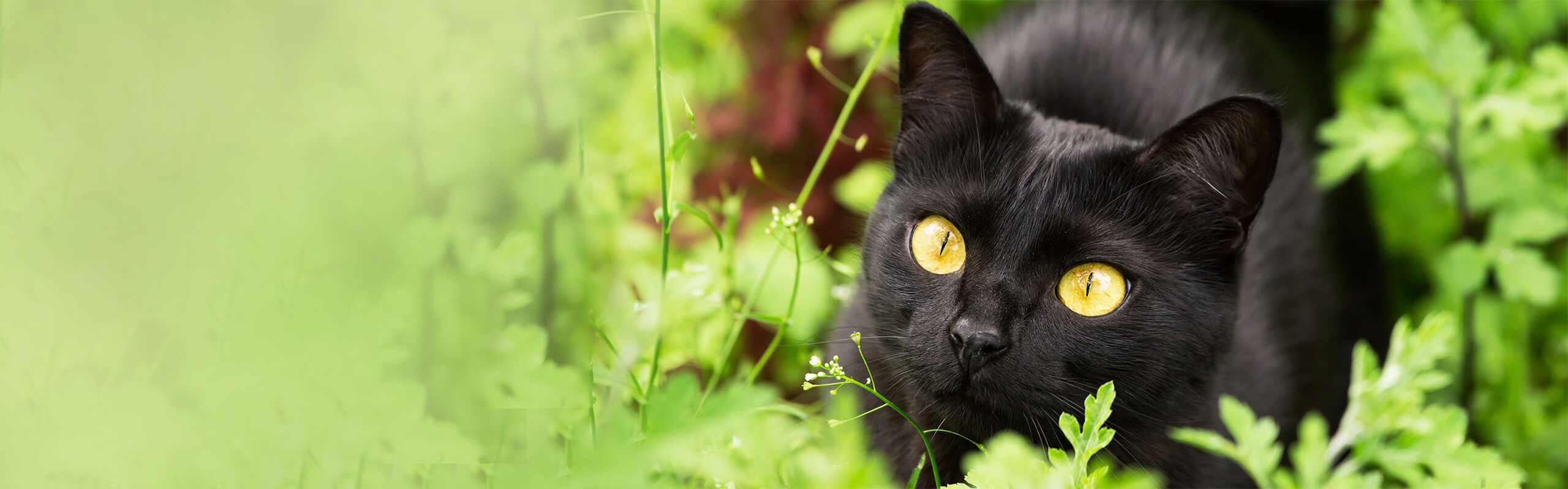 Bombay | Cat’s Best