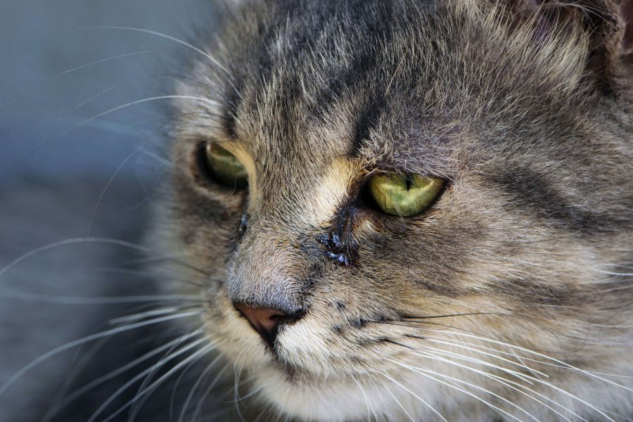 Können Katzen weinen? Tränen bei Katzen verstehen | Cat’s Best