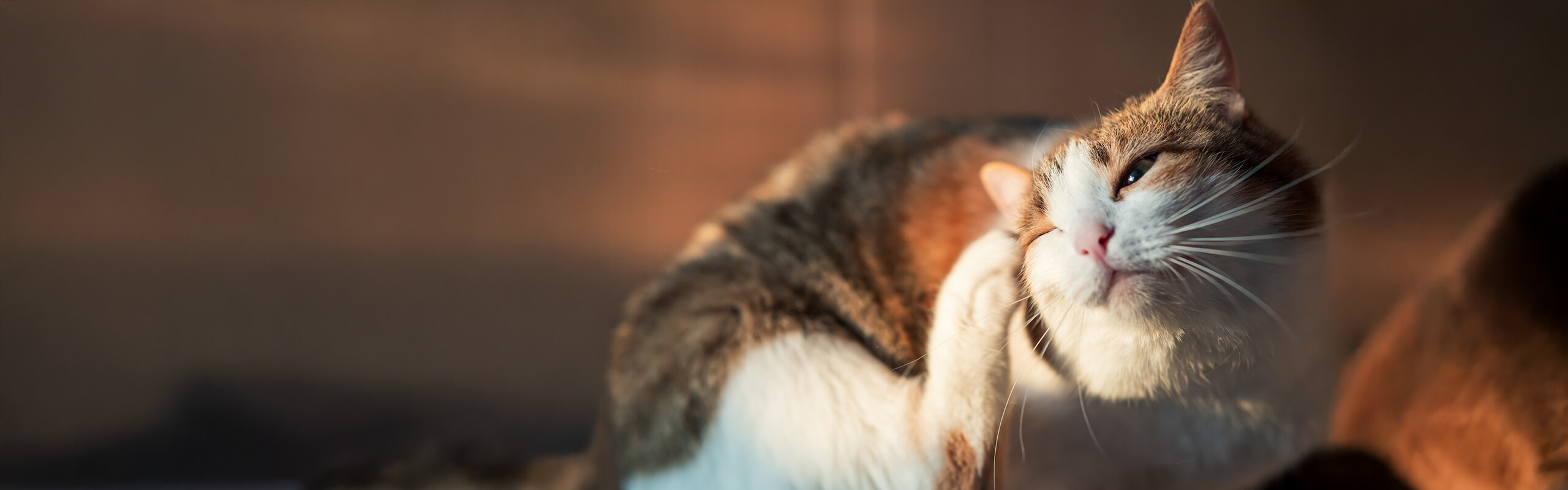 Haarlinge bei Katzen: Erkennen, Behandeln und Vorbeugen | Cat’s Best