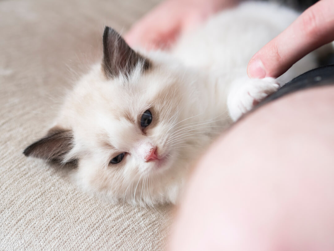 Ragdoll | Cat’s Best